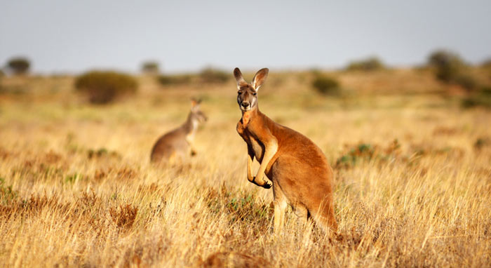 10 Reasons Why the Australian Outback Should Be on Your Bucket List ...